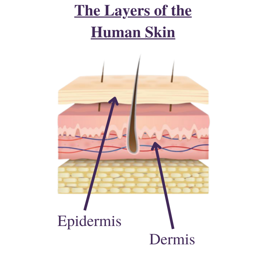 Pigmentation - Tessa Stevens